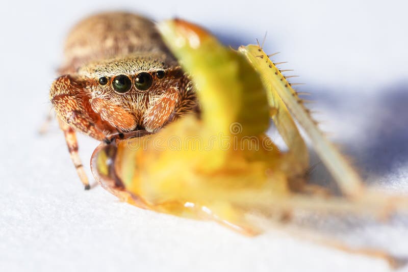 Macro of Jumping Spider Hunting Small Insect on White Background Stock ...