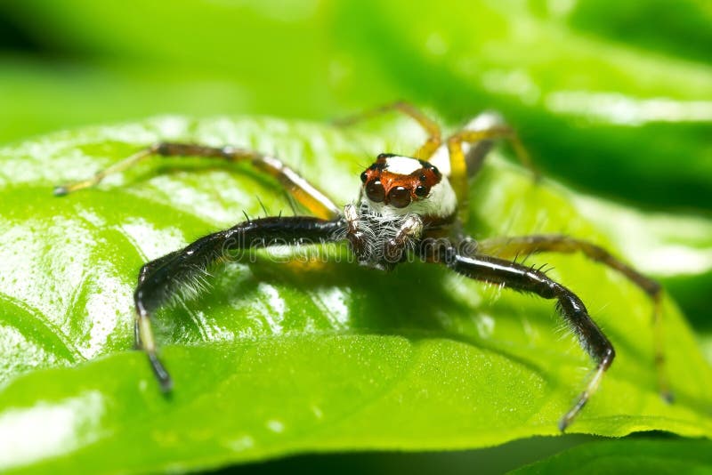 Macro of jumping spider stock photo. Image of fear, detail - 48805500