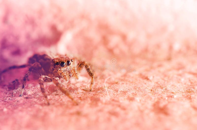 Macro Jumping Spider Pink Background Stock Image - Image of small ...