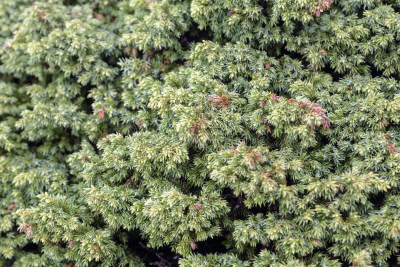 Macro of Juniper Branch Pattern. Background with Juniper Branches Grow ...