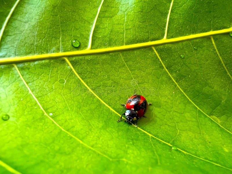Macro Lady birth stock photo. Image of feeding, insect - 276528910