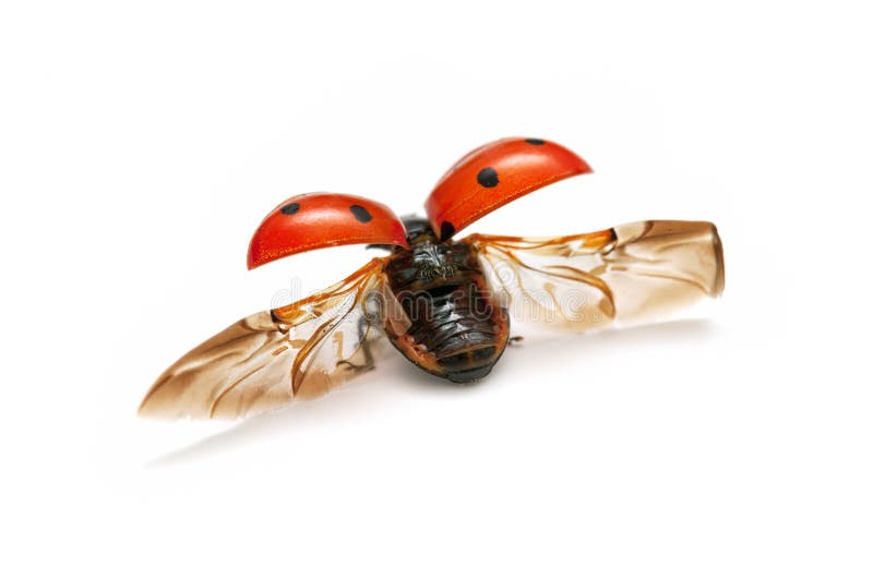 Extreme Magnification - Lady Bug with Spread Wings Stock Image - Image ...
