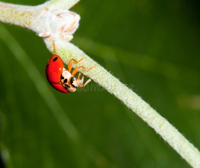 Macro of a ladybird stock image. Image of leaf, healthy - 13512761