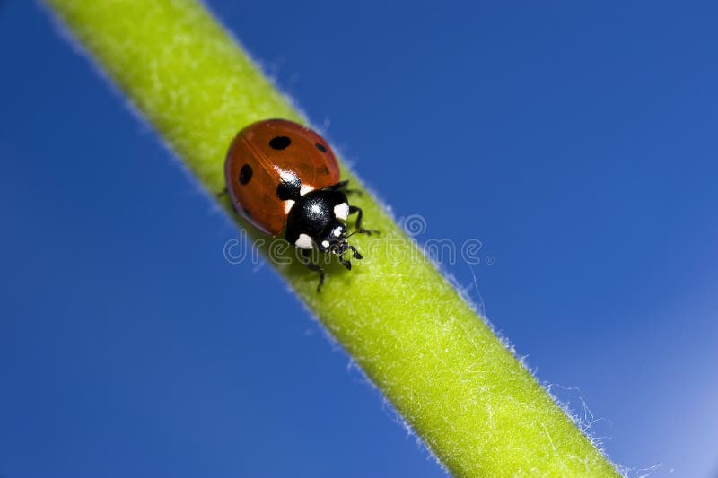 Macro of a Ladybird Beetle stock image. Image of green - 12155371