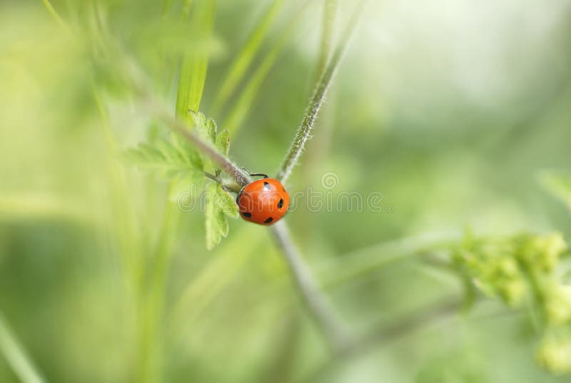 Macro Ladybird Climbing on Foliage. Stock Photo - Image of garden ...