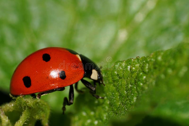 Macro of Ladybird on a Leaf Stock Photo - Image of meek, gentle: 112331748