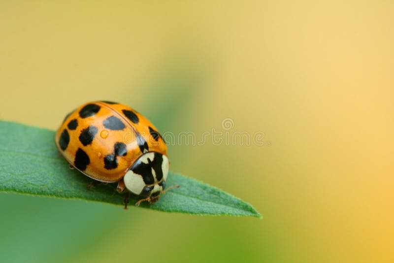 Ladybug stock image. Image of macro, macros, ladybugs, lady - 43385