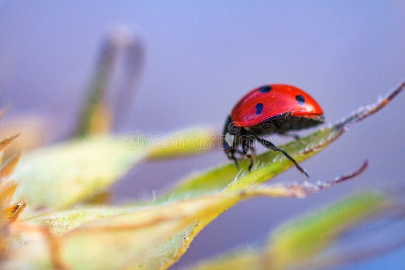 Ladybug on sunflower stock photo. Image of isolated - 157621956