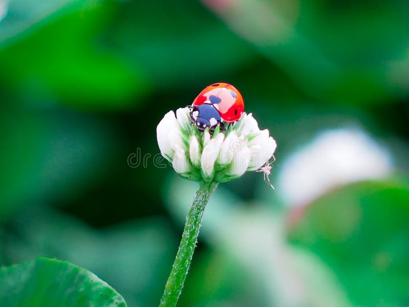Macro Ladybug on Clover Flower with Spider in Spring Stock Photo ...