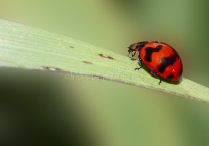 Macro of Ladybug on the Grass Leaf, Macro Insect Stock Image - Image of ...