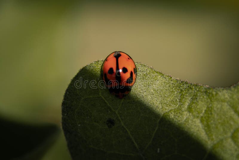 Macro of a Ladybug on a Green Leaf Stock Photo - Image of beetle ...