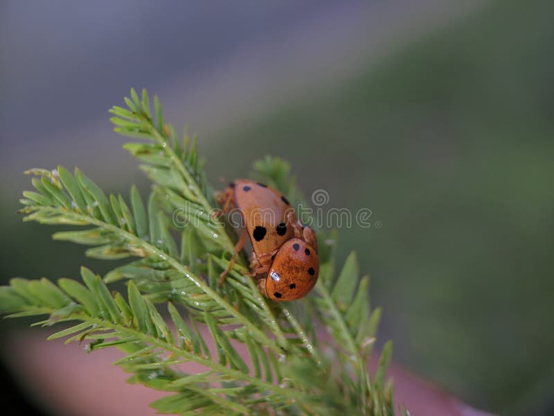 Macro Ladybug Perch on Wild Plants in Nature Stock Photo - Image of ...