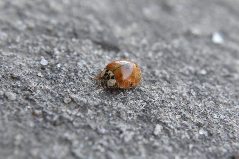 Ladybug stock photo. Image of macro, shell, spring, road - 179178746