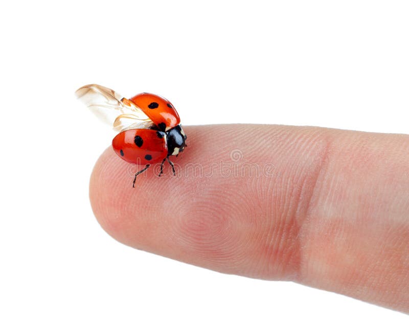 Ladybug on finger stock image. Image of grass, dots, close - 52743569
