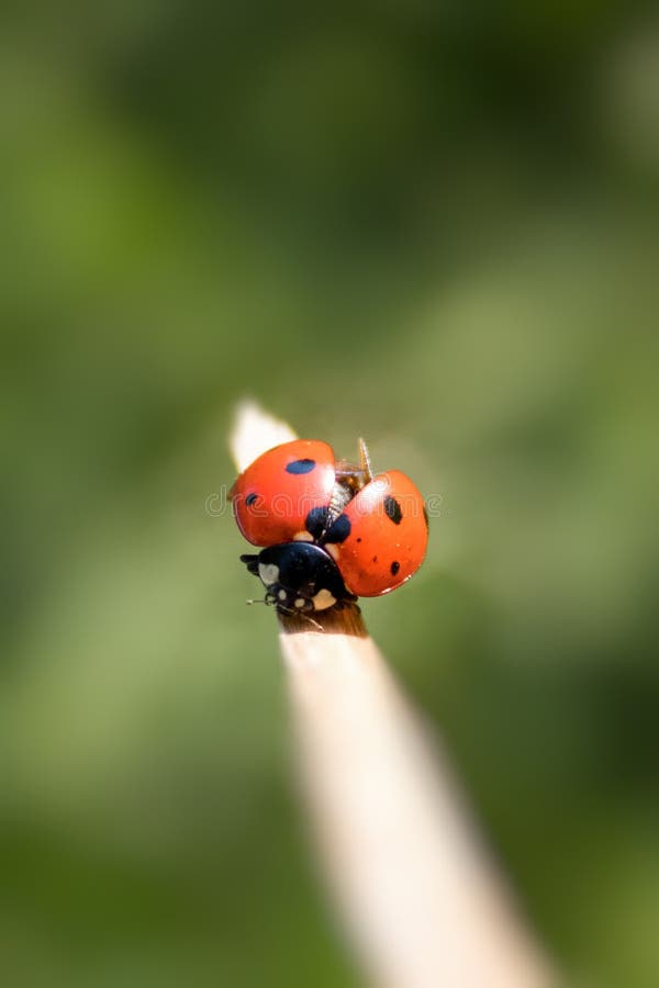 Macro of Ladybug, Toronto, Ontario, Canada Stock Image - Image of ...