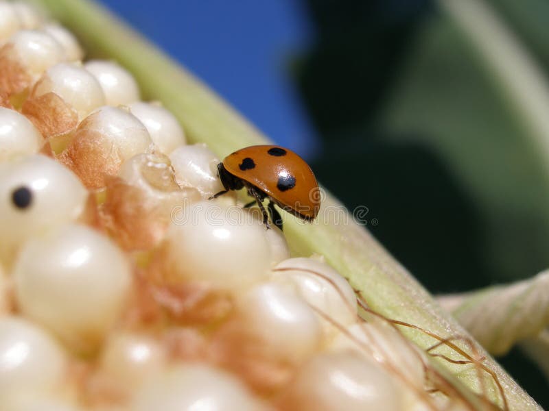 Macro ladybug, Macro very close view of the
