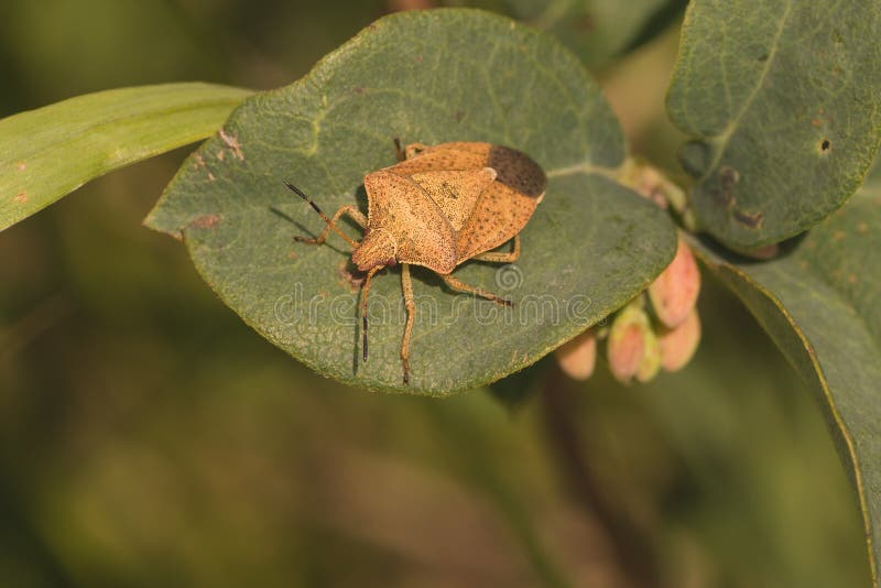 Macro of Large Brown Stink Bug Stock Photo - Image of close, euschistus ...