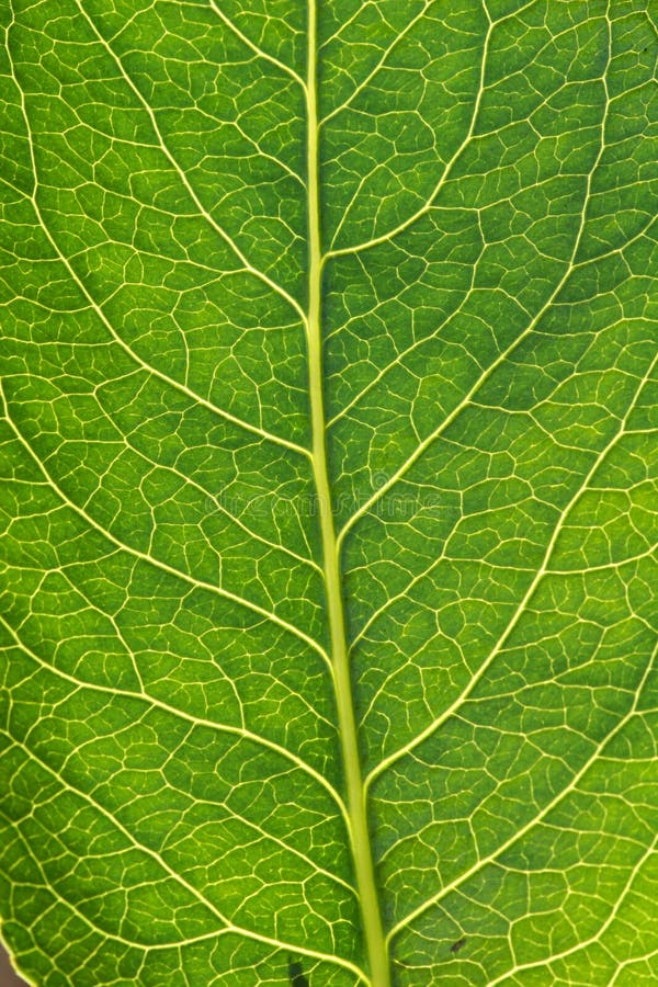 Leaf macro stock image. Image of photograph, leaving, macros - 2836163