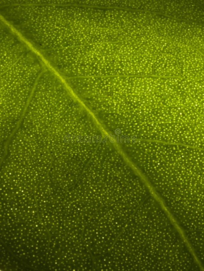 Macro Leaf Background. Green Leaf Stock Image - Image of macro, leaf ...