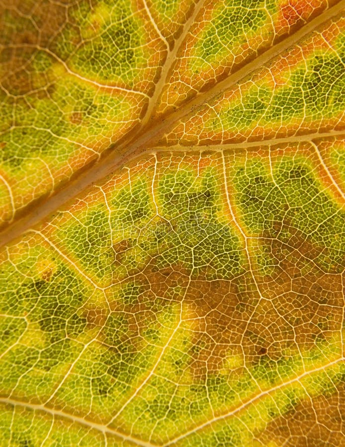 30,302 Macro Structure Leaf Stock Photos - Free & Royalty-Free Stock ...