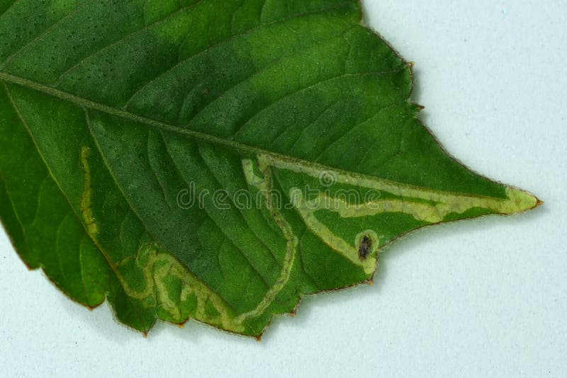 Macro of a Leaf Affected by a Leaf Miner. Stock Image - Image of ... Macro of a Leaf Affected by a Leaf Miner. Stock Image - Image of ...