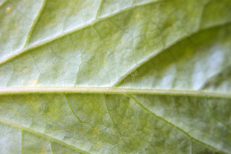 Macro leaf bottom texture stock photo. Image of plant - 137451248