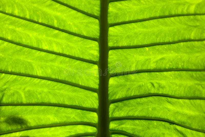 Macro in leaf stock photo. Image of green, natural, bright - 50480568