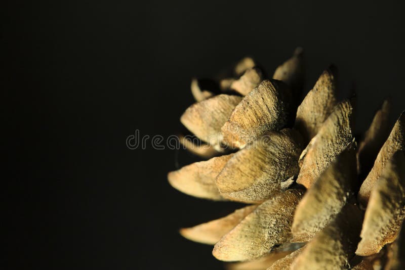 Macro leaf bumps stock photo. Image of detail, closeup - 180854616
