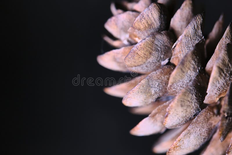 Macro leaf bumps stock image. Image of bright, flora - 180854667