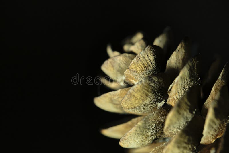 Macro leaf bumps stock photo. Image of fall, alder, european - 180855002