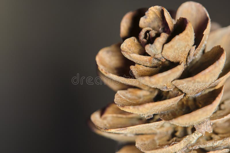 Macro leaf bumps stock image. Image of grape, environment - 180868469