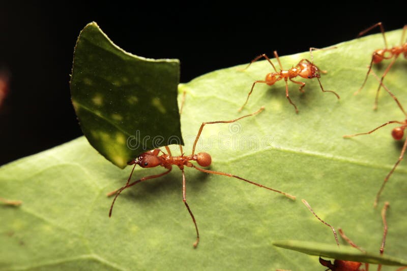 Macro of a leaf cutter ant stock image. Image of jungle - 263537943