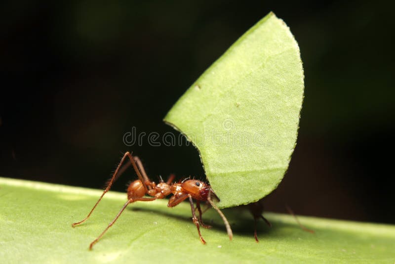 Macro of a leaf cutter ant stock image. Image of jungle - 263537943