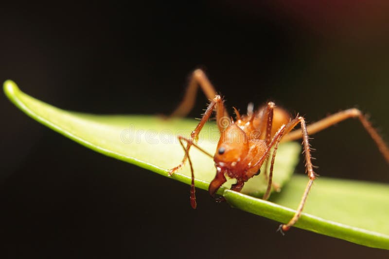 Macro of a leaf cutter ant stock image. Image of jungle - 263537943