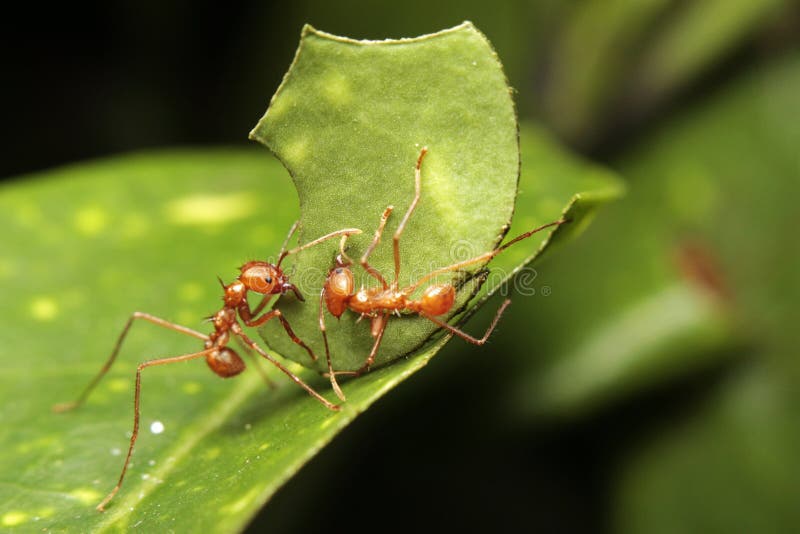 Macro of a leaf cutter ant stock image. Image of jungle - 263537943