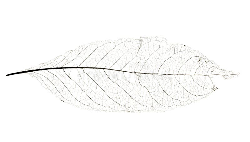 Willow leaf stock image. Image of pattern, spring, nature - 9609725