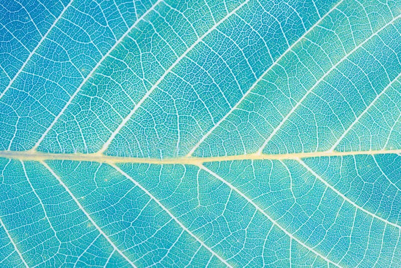Macro Leaf Texture. Abstract Nature Background Stock Image - Image of ...