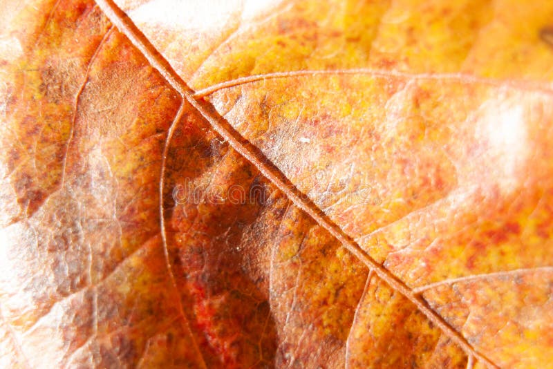 Photography Macro of a Leave in Fall Stock Image - Image of raindrops ...