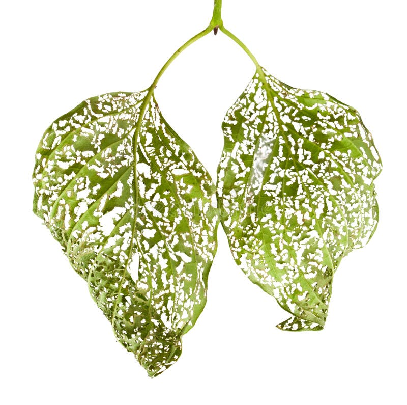 Macro of Leaves Chewed by Vermin Stock Image - Image of close, punch ...