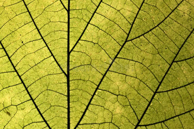 Tree Leaf Backlight Macro Close Up Stock Photo - Image of love, macro ...