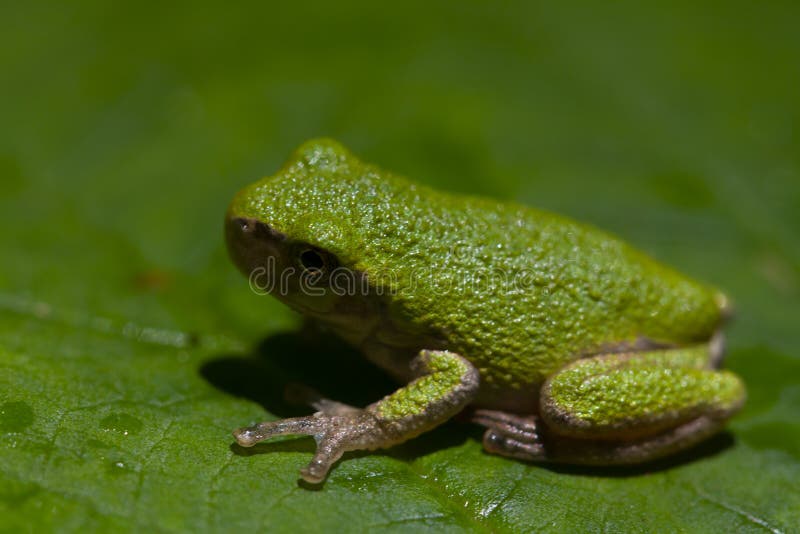 Macro Lens Image of a Tiny Tree Frog Stock Photo - Image of droplets ...