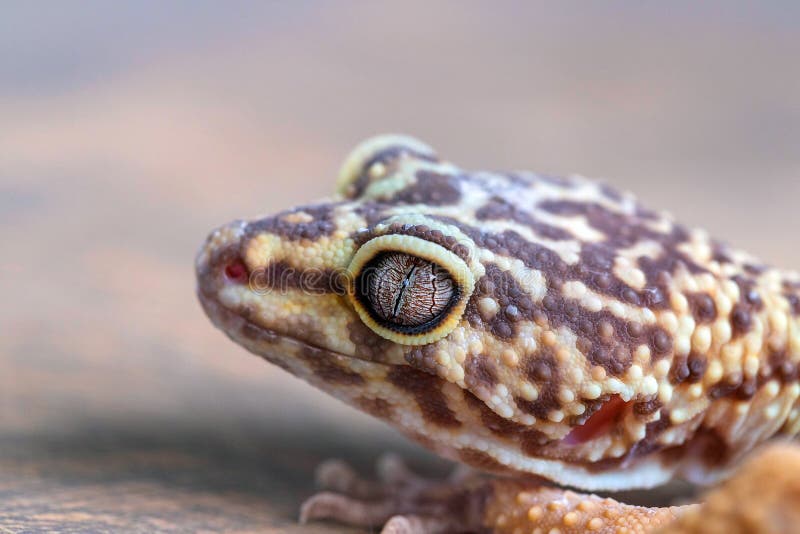 Macro of Leopard Gecko or Eublepharis Head Stock Photo - Image of ...