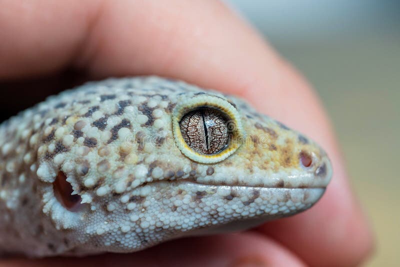 Macro of Leopard Gecko or Eublepharis Head in Hand. Reptile Wallpaper ...