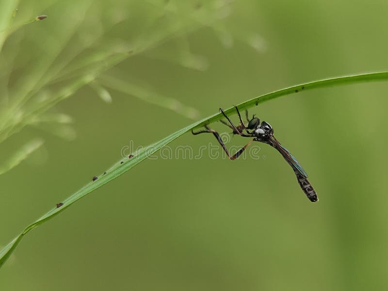 The Macro of Leptogaster with Prey Stock Photo - Image of nature, macro ...