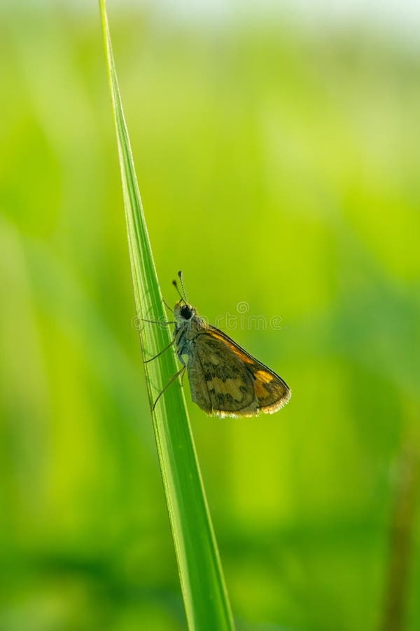 Macro of a Lesser Dart on a Leaf in a Field Stock Image - Image of wild ...