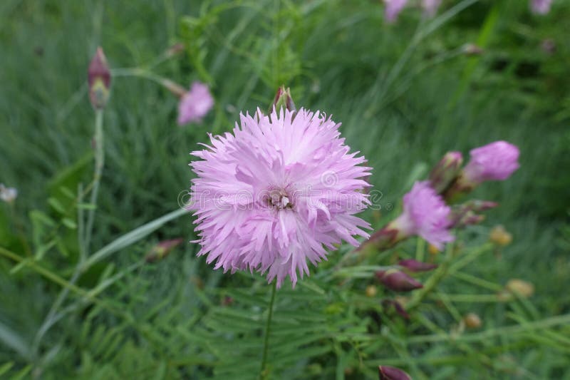 Macro of Pink Double Flower of Dianthus in June Stock Image - Image of ...