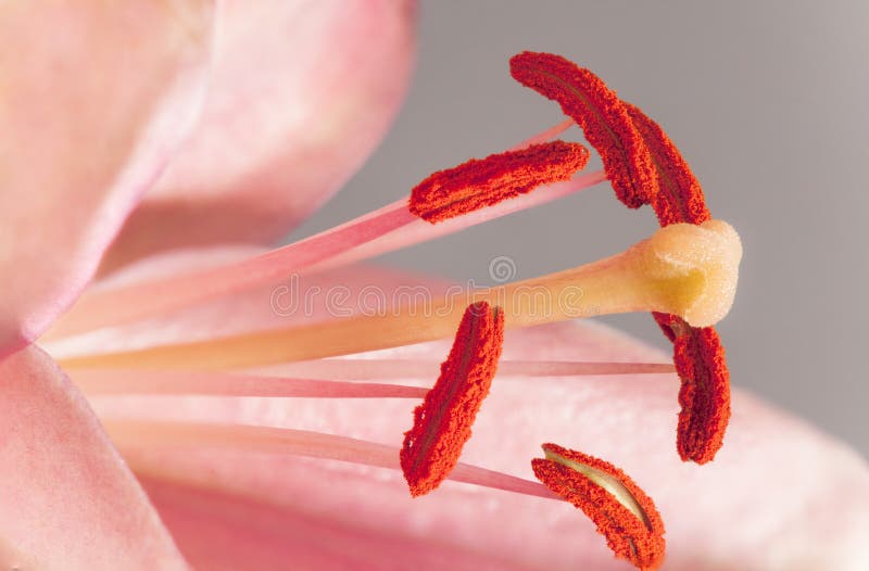 Macro of Lily Anthers and Stigma. Stock Image - Image of golden, pollen ...