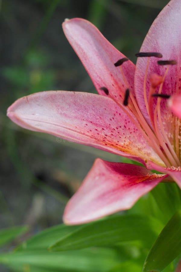 Macro lily stock image. Image of sunset, herb, lily, herbs - 61638001