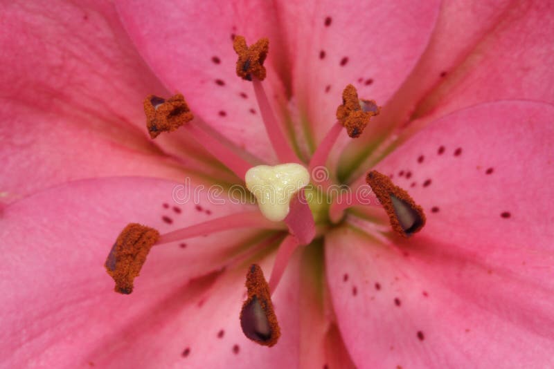 Macro lily stock photo. Image of interior, petals, floral - 170757580