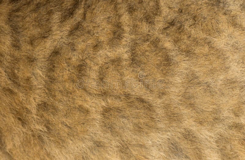 Macro of a Lion cub s fur stock photo. Image of mammal - 34778040